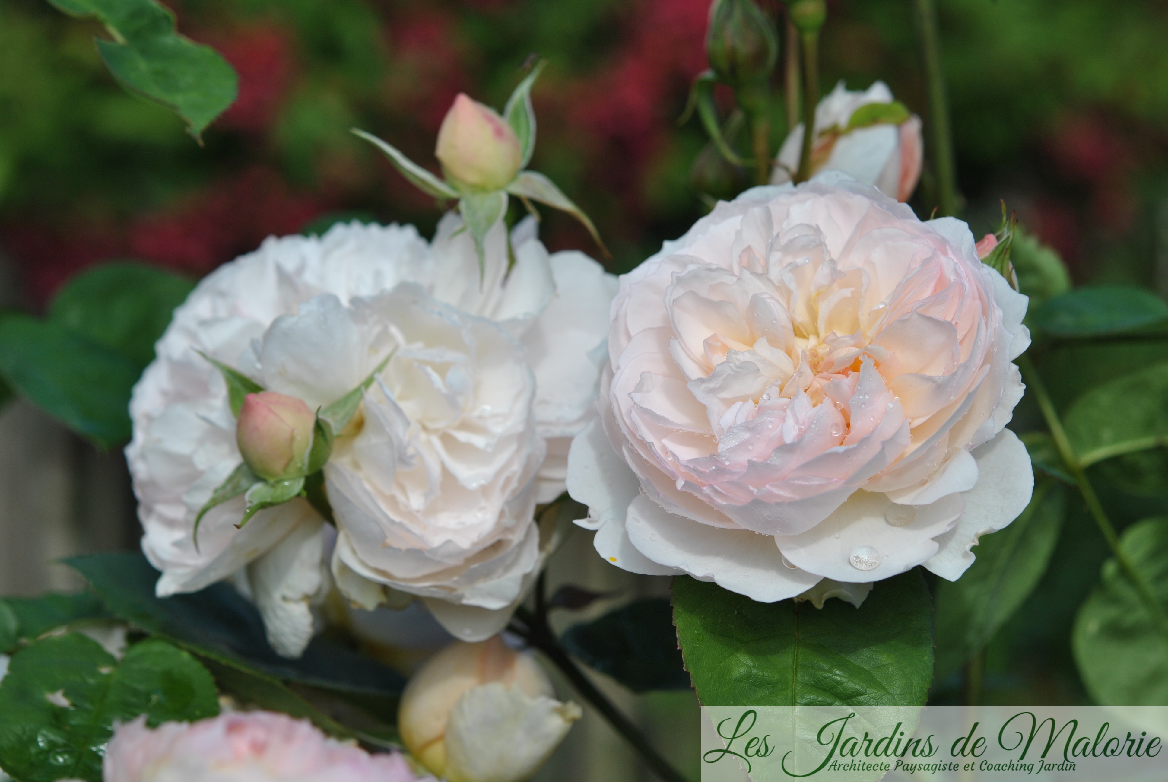 rosa 'Gentle Hermione' - Les Jardins de Malorie