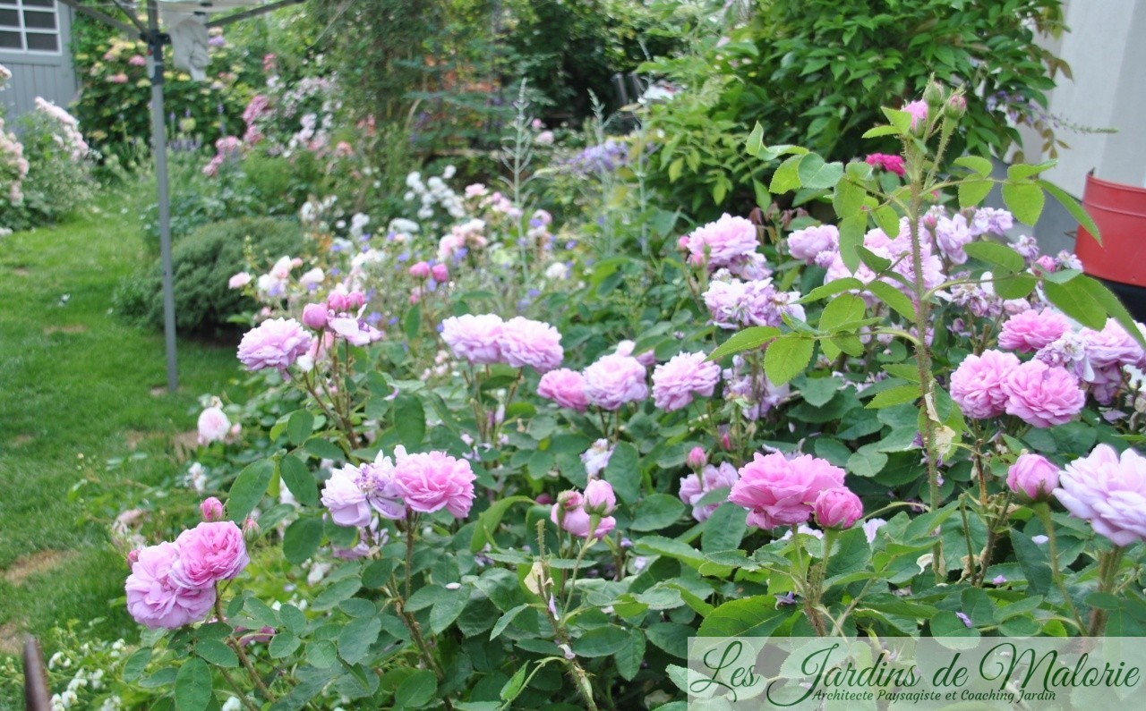Focus sur le rosier 'Salet': le charme romantique des roses anciennes ...