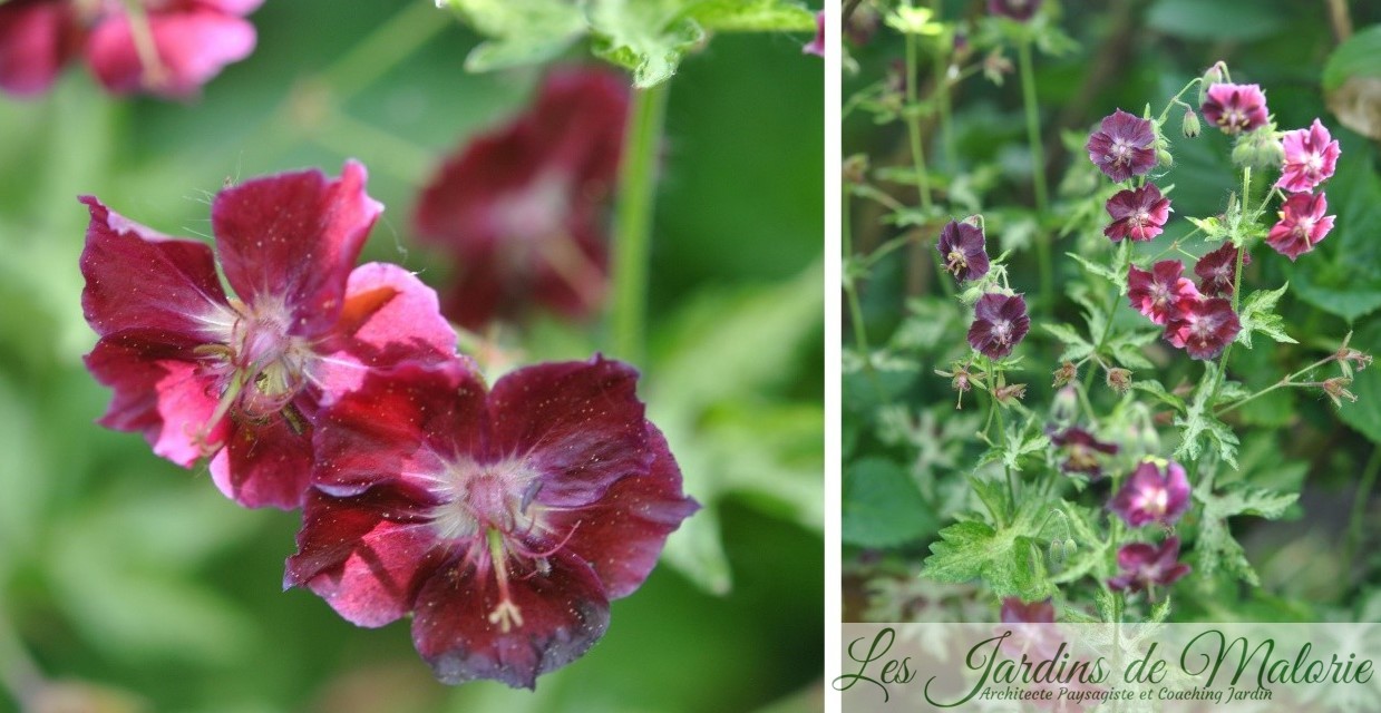 Les géranium phaeum : finesse et élégance - Les Jardins de Malorie