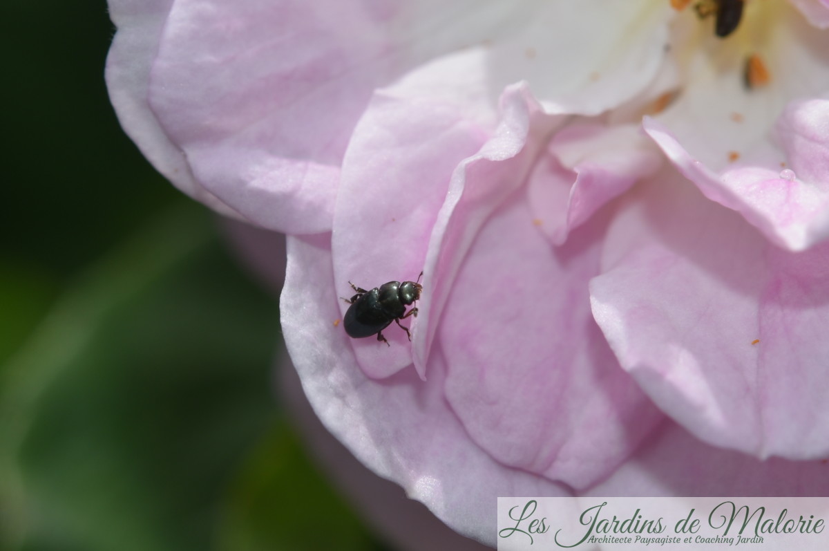 méligèthes - Les Jardins de Malorie