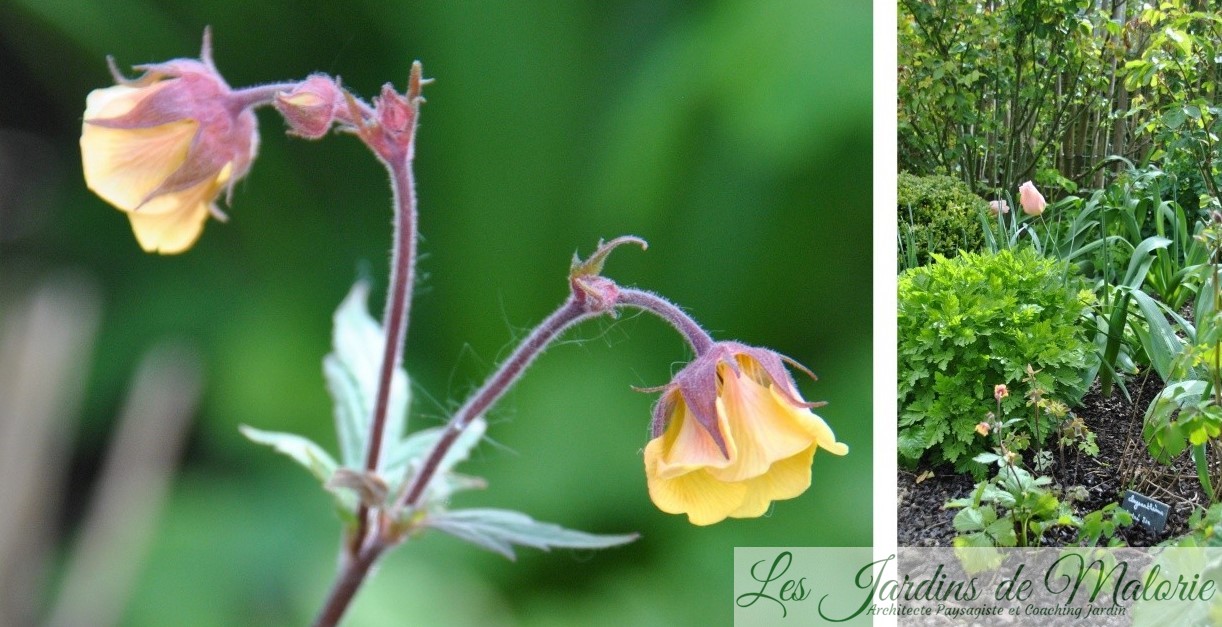 Geum 'Beech house apricot', une jolie benoîte! - Les Jardins de Malorie