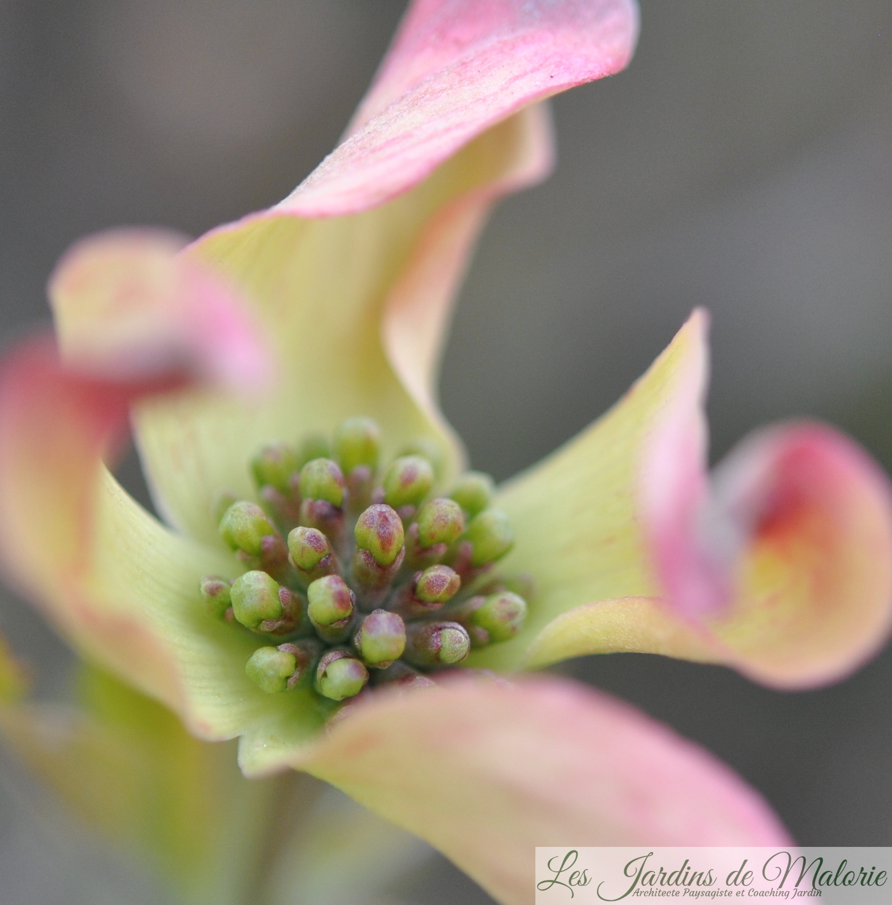cornus florida 'Rainbow' - Les Jardins de Malorie
