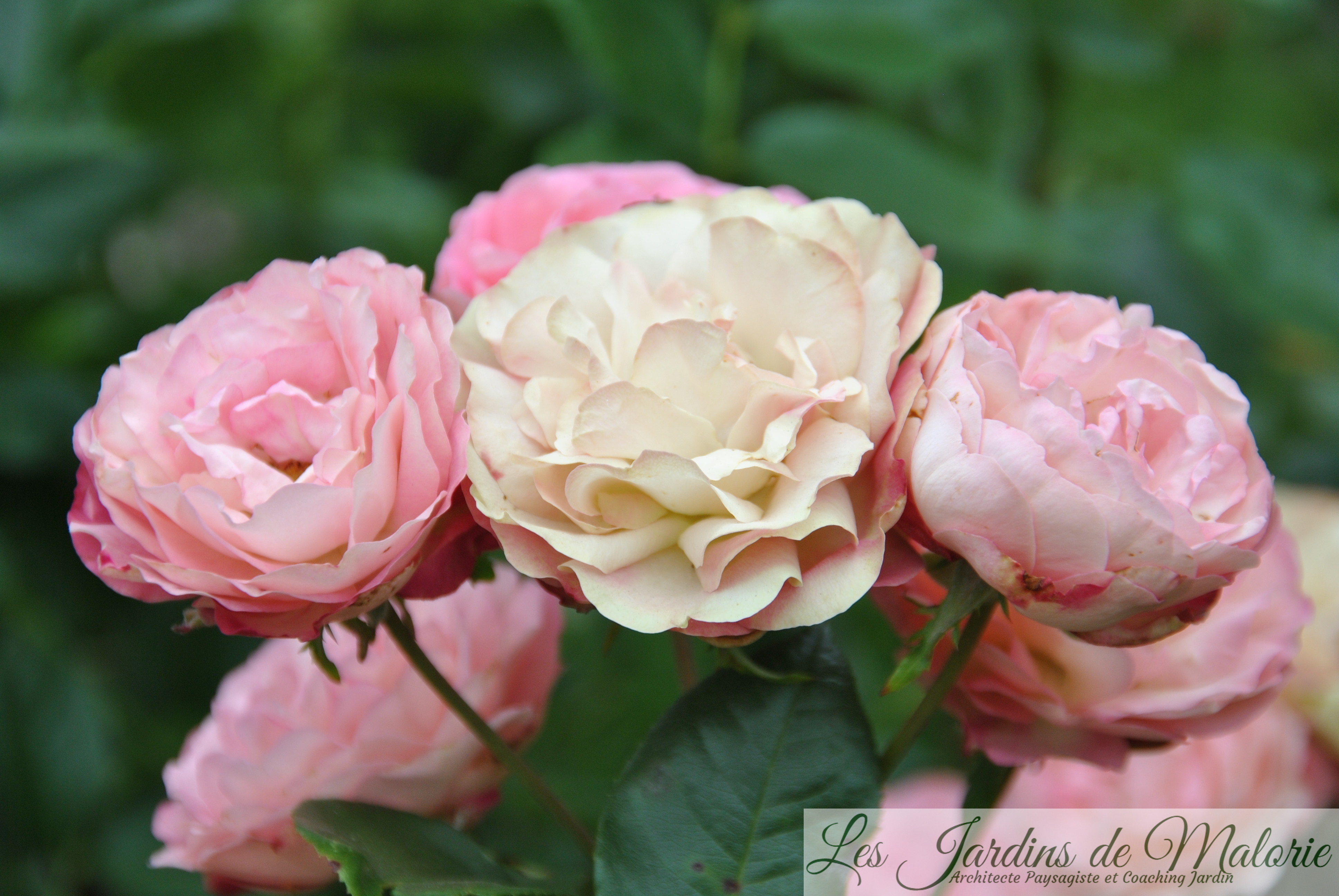 rosa 'Acropolis' - Les Jardins de Malorie