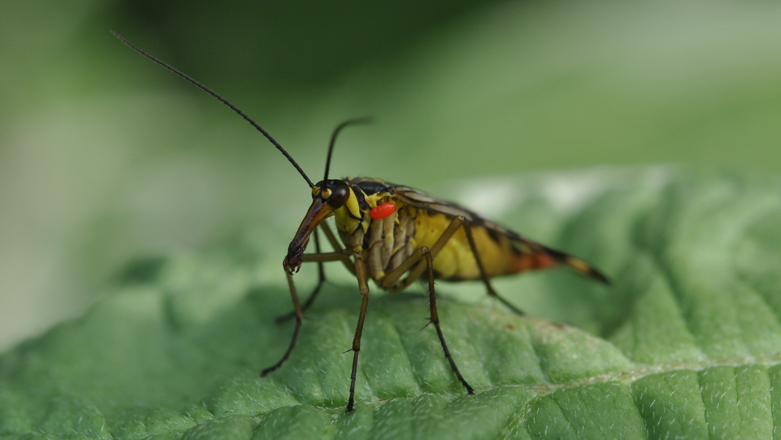 insecte - Les Jardins de Malorie