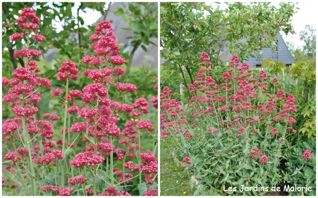 Valériane rouge (centranthus ruber) - Les Jardins de Malorie