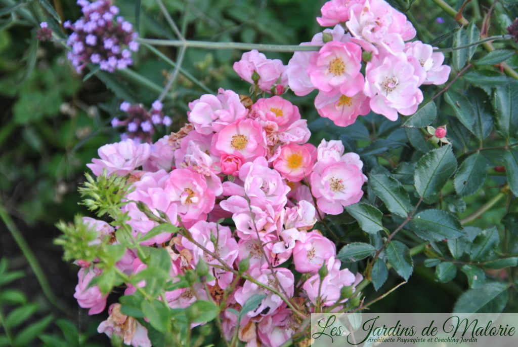 rosa 'Castor' - Les Jardins de Malorie