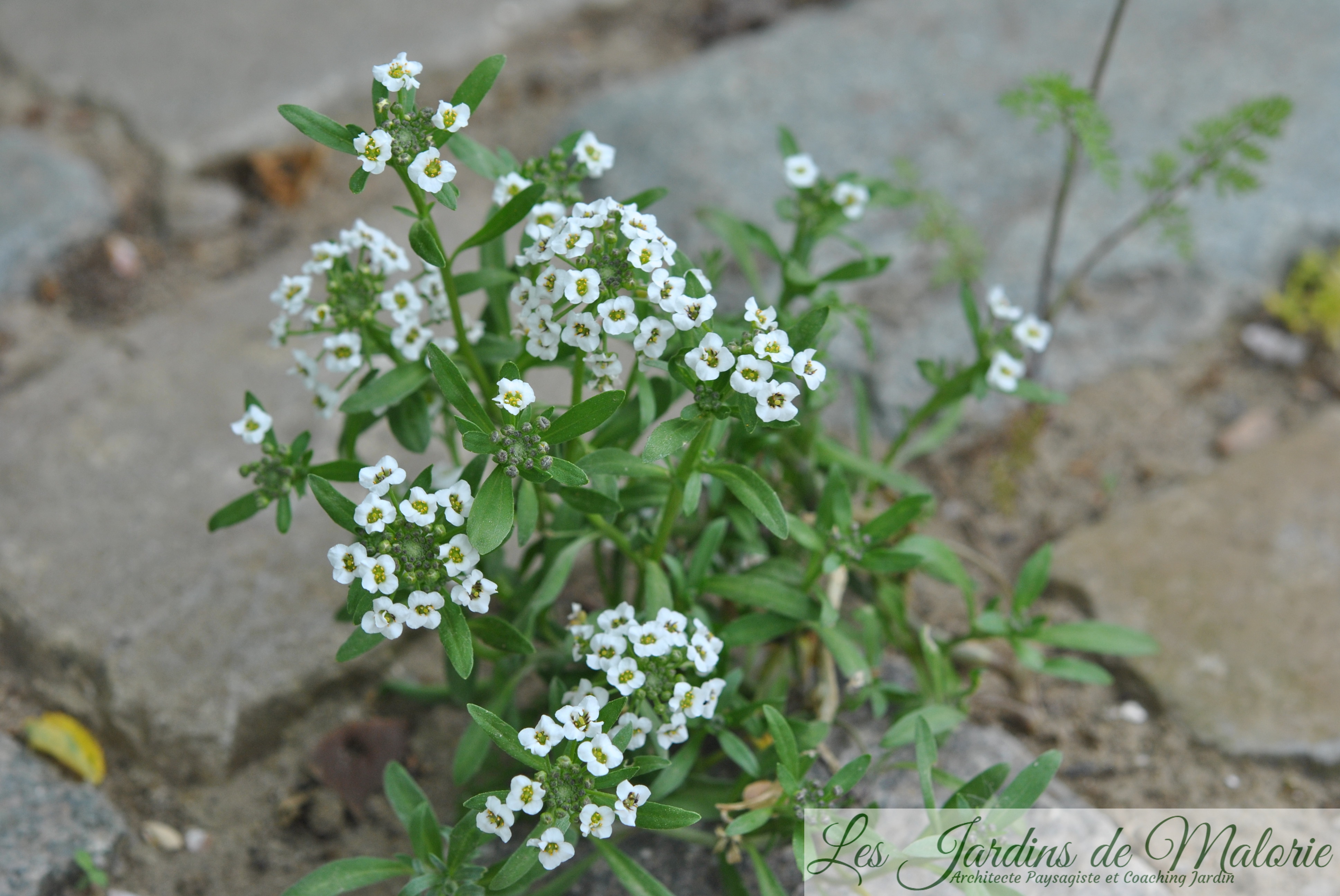 Lobularia maritima, une si longue floraison - Les Jardins de Malorie
