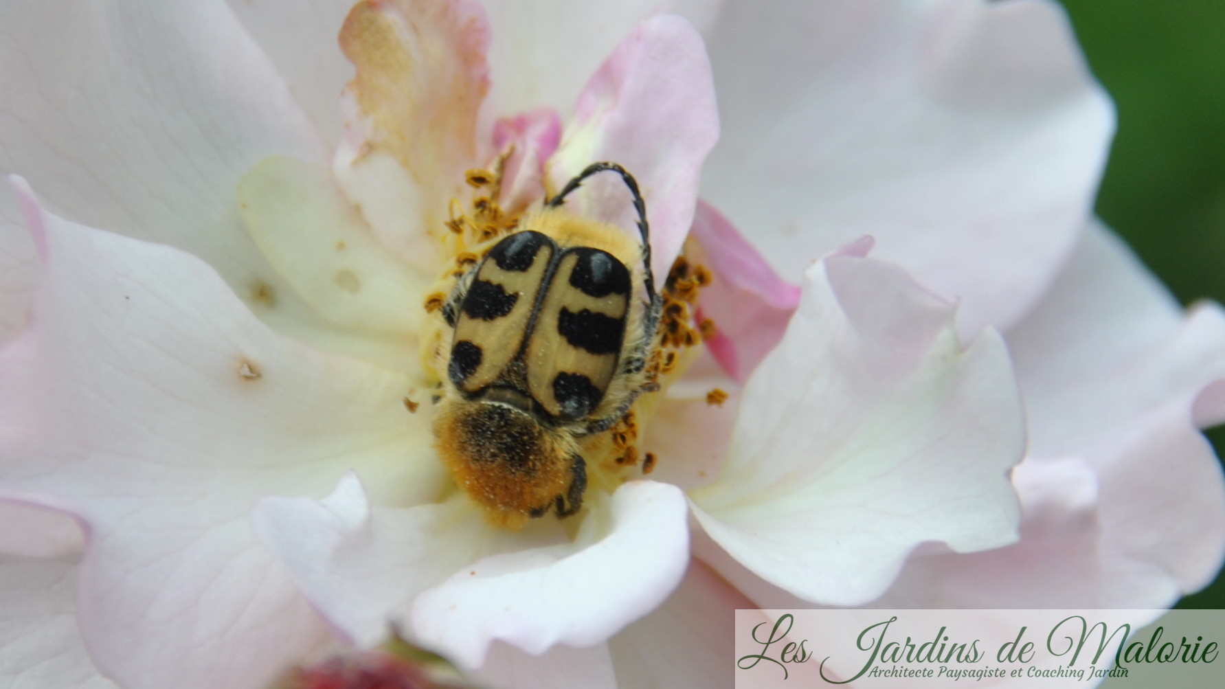 Petite bête : La trichie (trichius rosaceus) - Les Jardins de Malorie