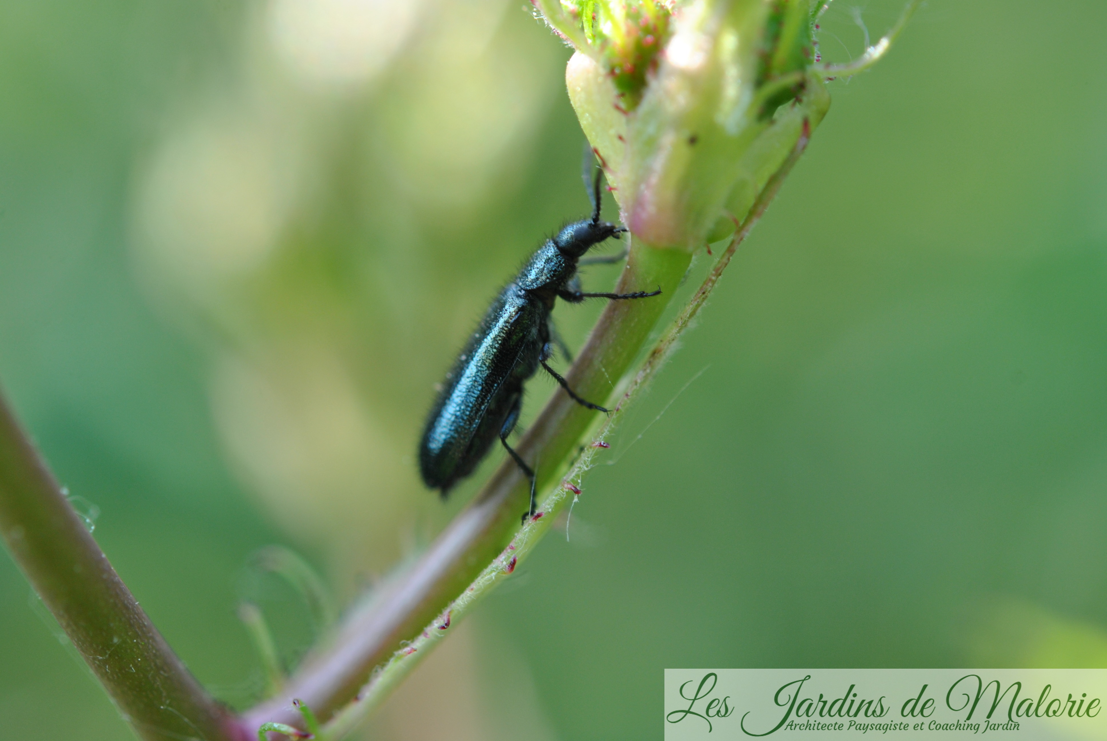 insecte - Les Jardins de Malorie