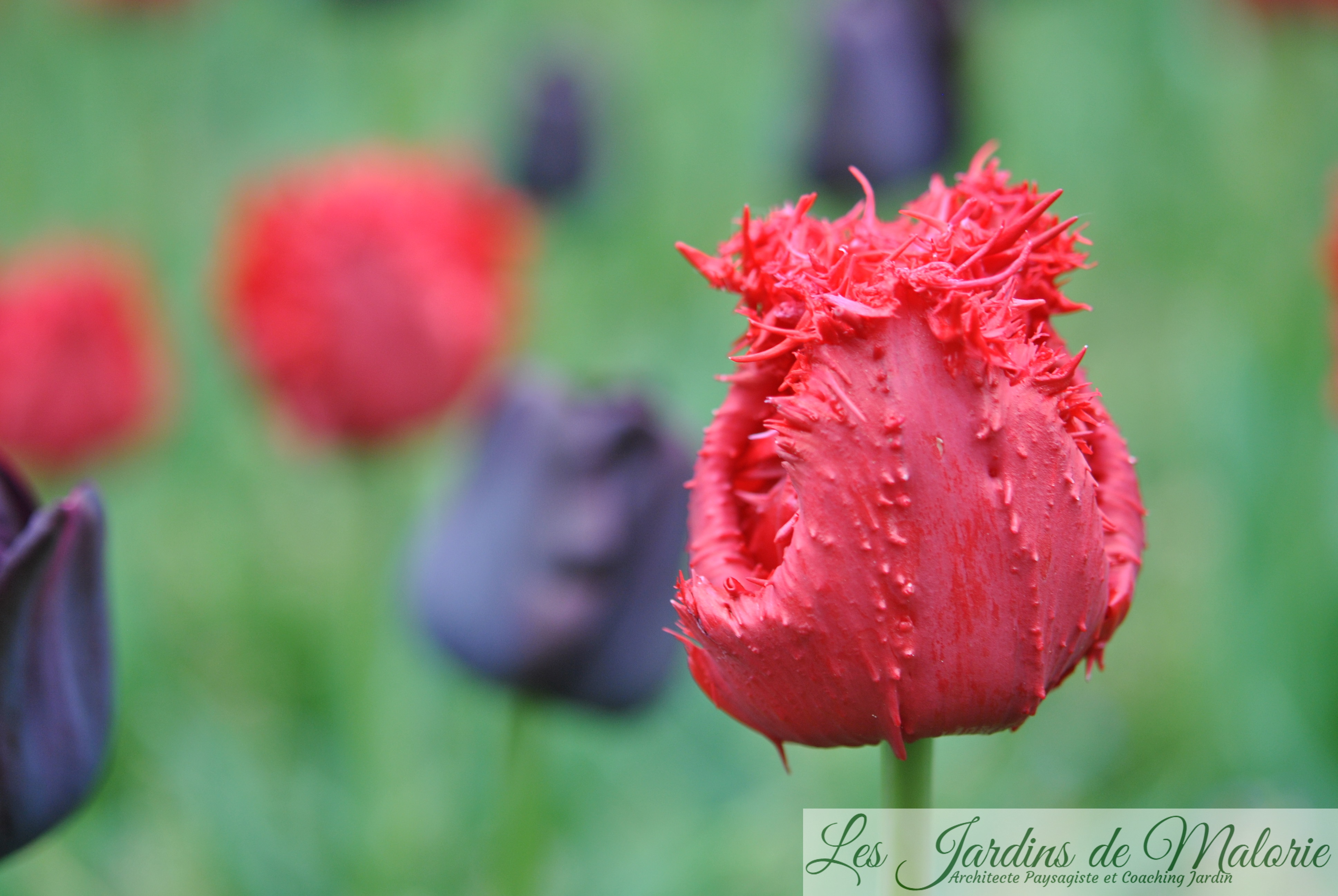 tulipa 'Barbados' - Les Jardins de Malorie