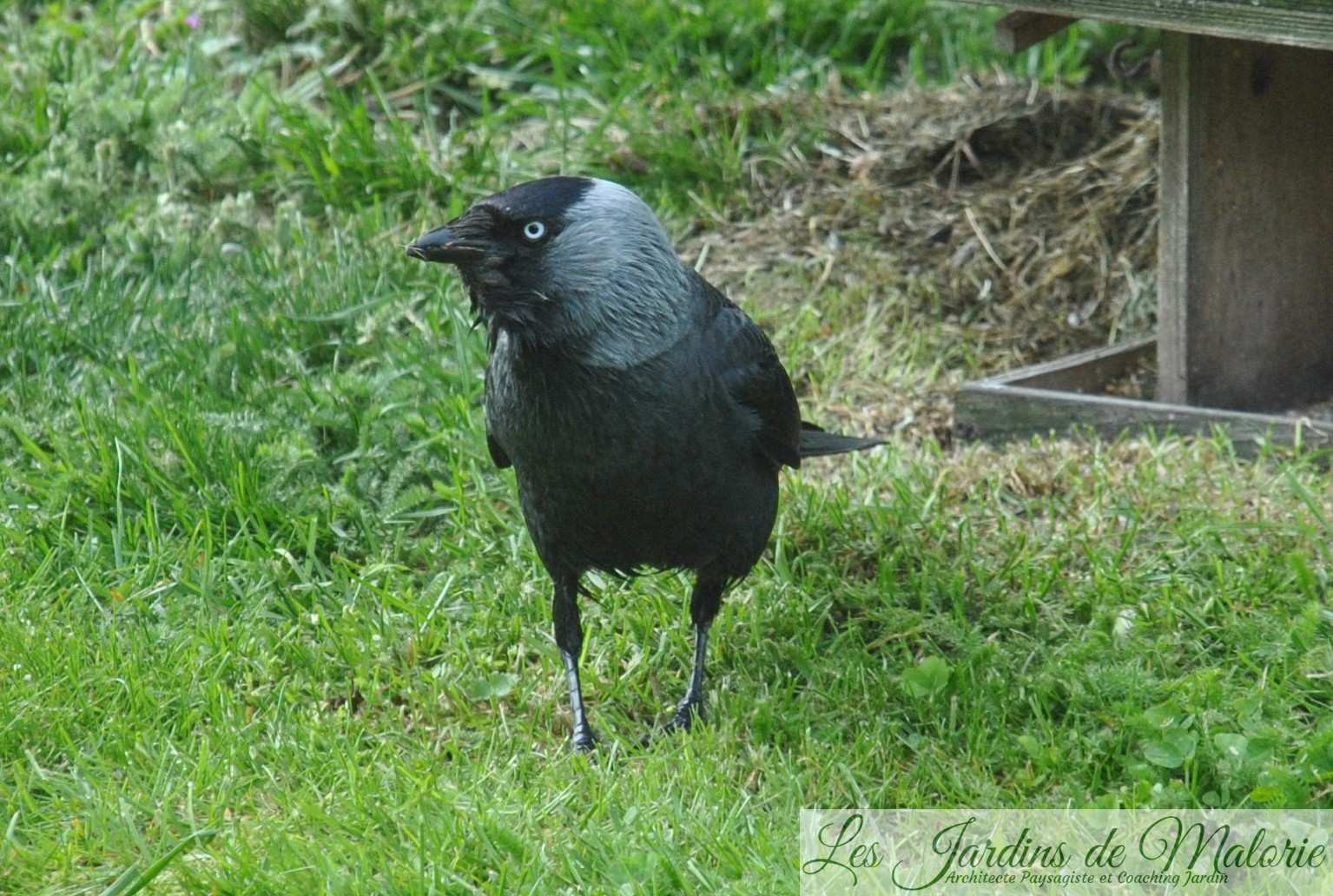 Oiseaux du jardin: le choucas des tours - Les Jardins de Malorie