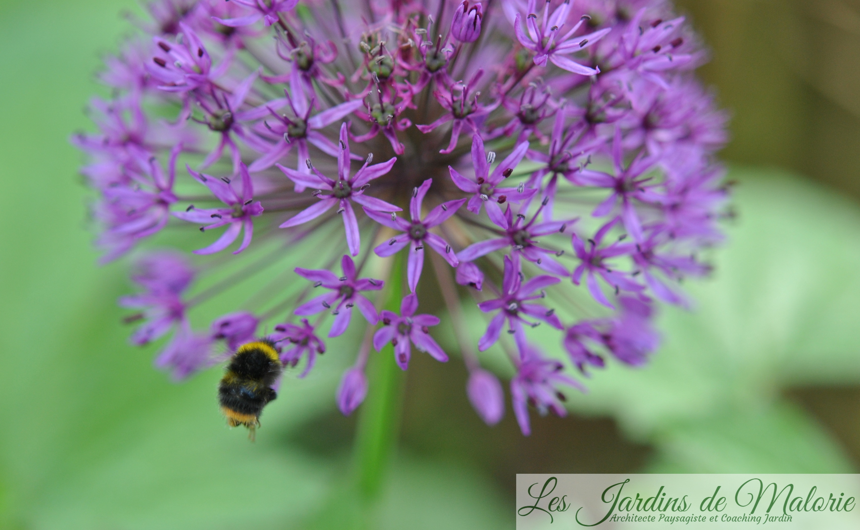 allium caeruleum - Les Jardins de Malorie