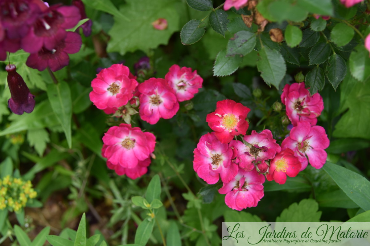 Cultiver un rosier en pot - Les Jardins de Malorie