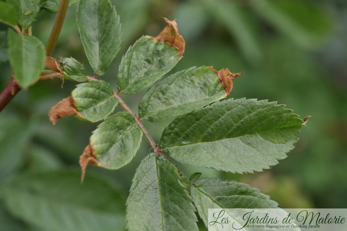 feuille de rosier après les gelées tardives - Les Jardins de Malorie