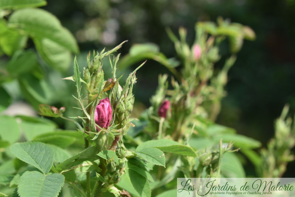 rosier 'Rose des Quatre Saisons' - Les Jardins de Malorie