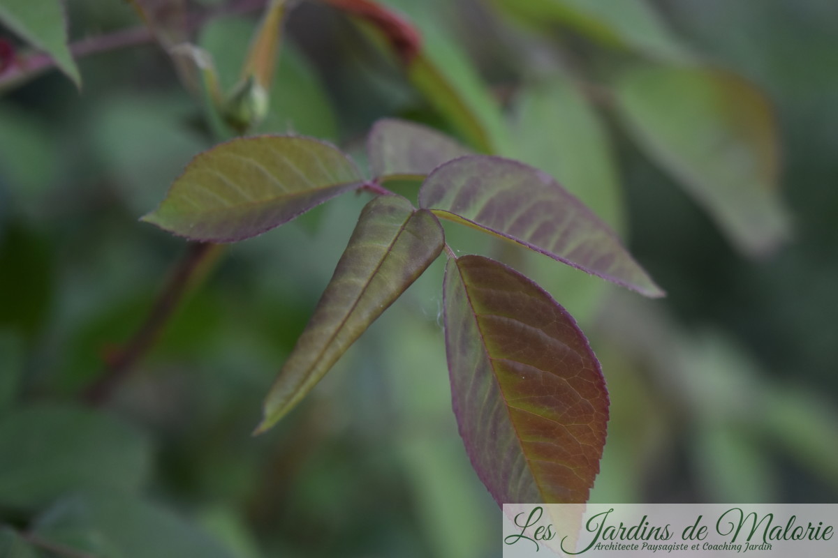 feuille de rosier enroulée - Les Jardins de Malorie