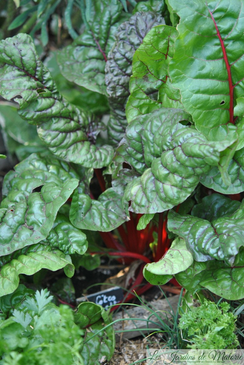 Au potager : récolte de bettes à cardes rouges - Les Jardins de Malorie