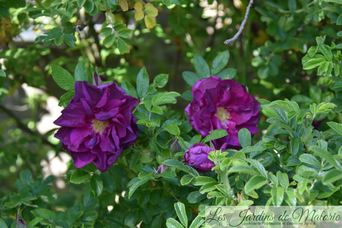 Focus sur le rosier 'Hansa' - Les Jardins de Malorie