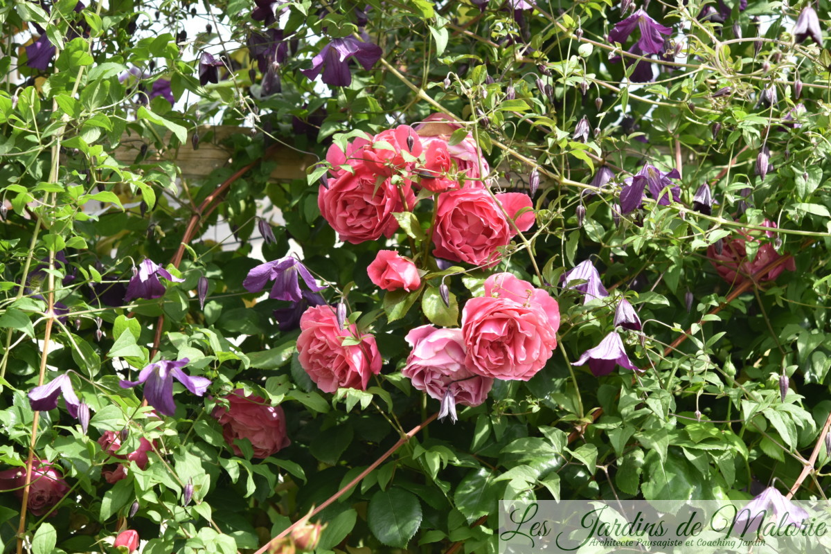 rosier 'Théo' et clématis 'Little Bas' - Les Jardins de Malorie