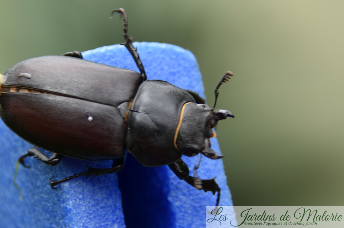 Le Lucane, un insecte impressionnant! - Les Jardins de Malorie