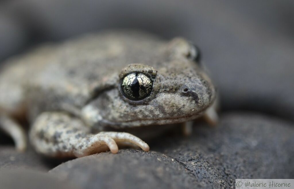 Crapaud aux yeux d’or… - Les Jardins de Malorie