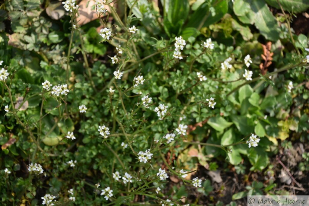 Belles sauvageonnes : la cardamine hérissée - Les Jardins de Malorie