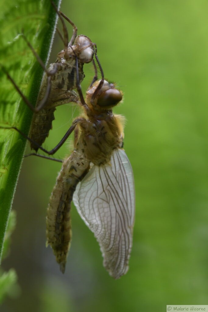 Naissance d’une libellule - Les Jardins de Malorie